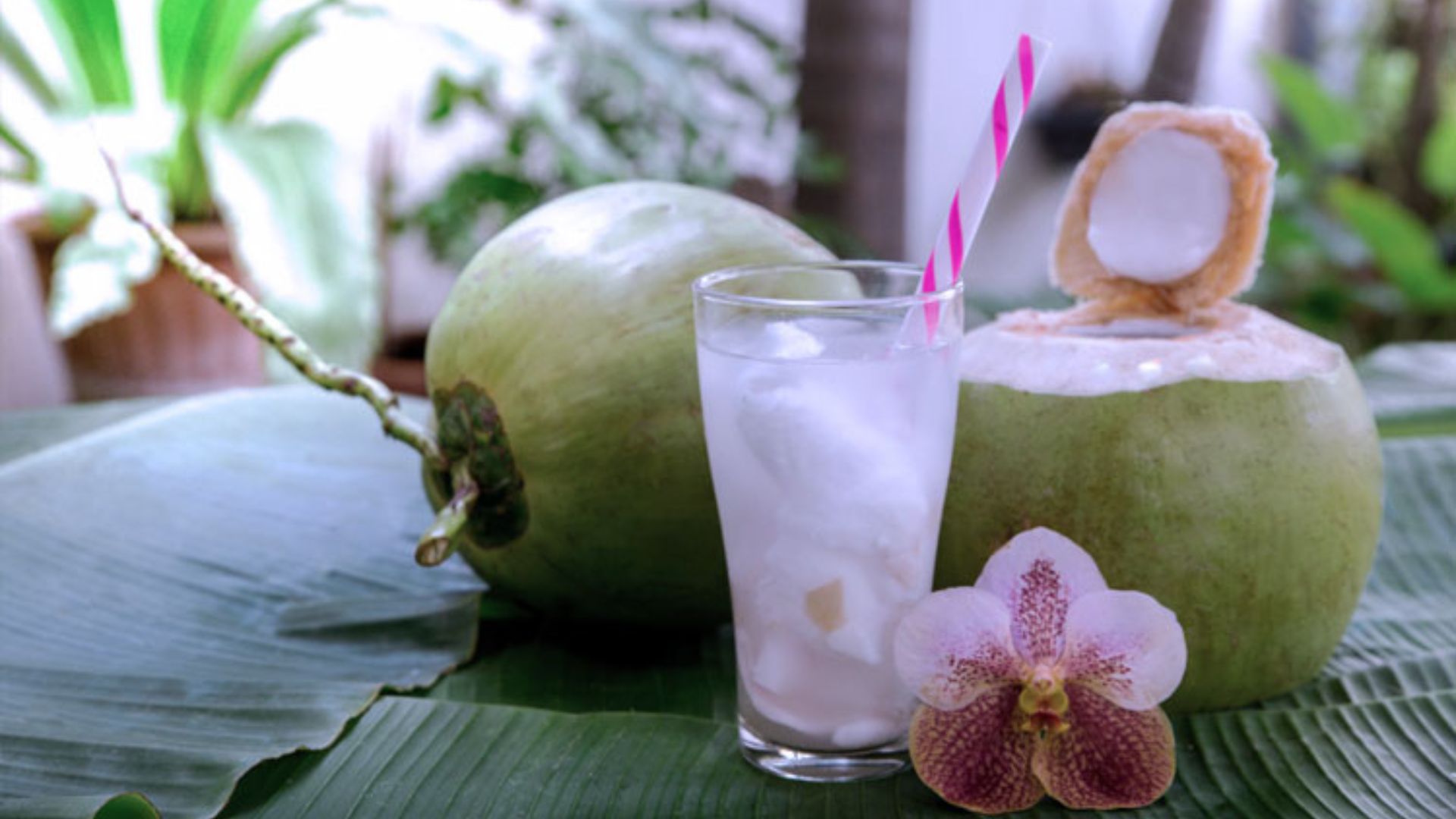 Pencernaan Lancar: Serat dan Manfaat Kesehatan Kelapa Muda – Lapakaku.com