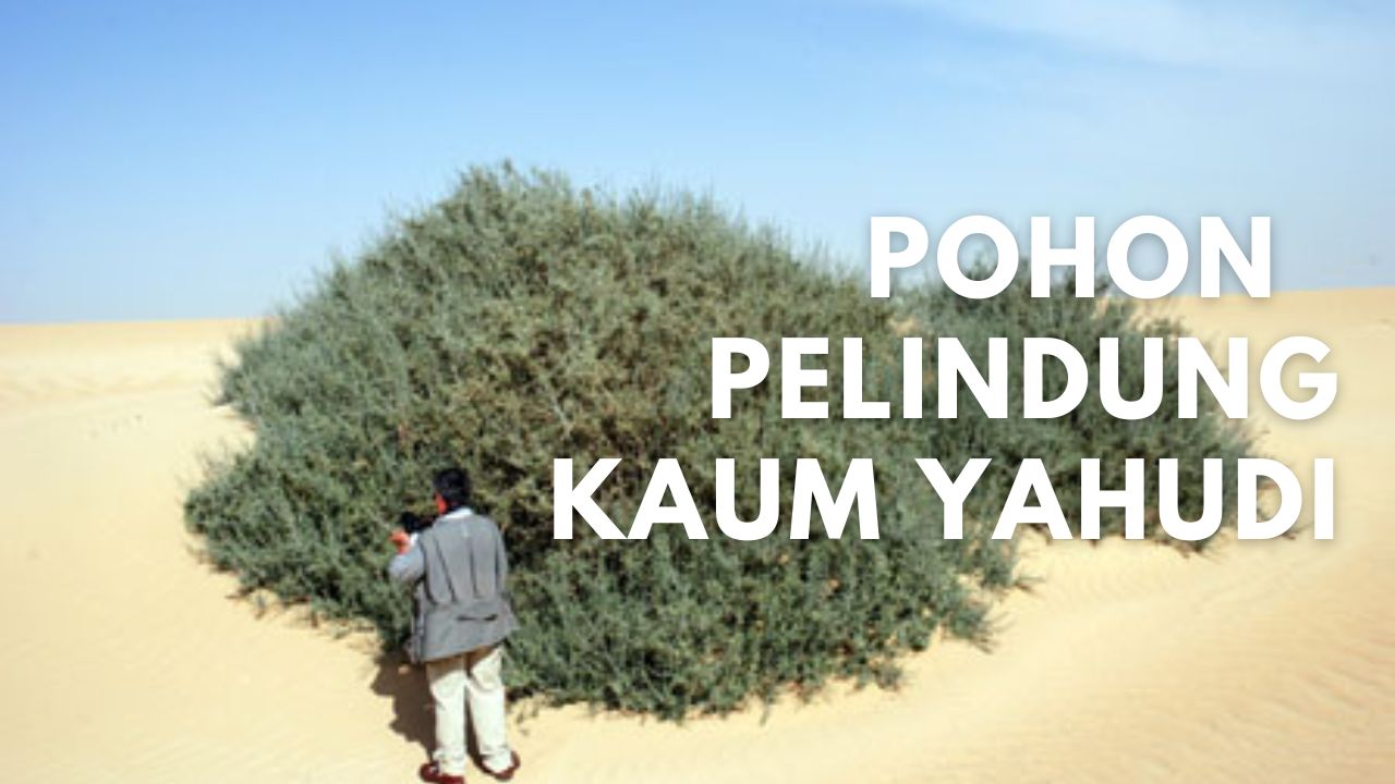 7 Fakta Pohon Gharqad yang Banyak Ditanam Orang Israel, Pohon Pelindung ...