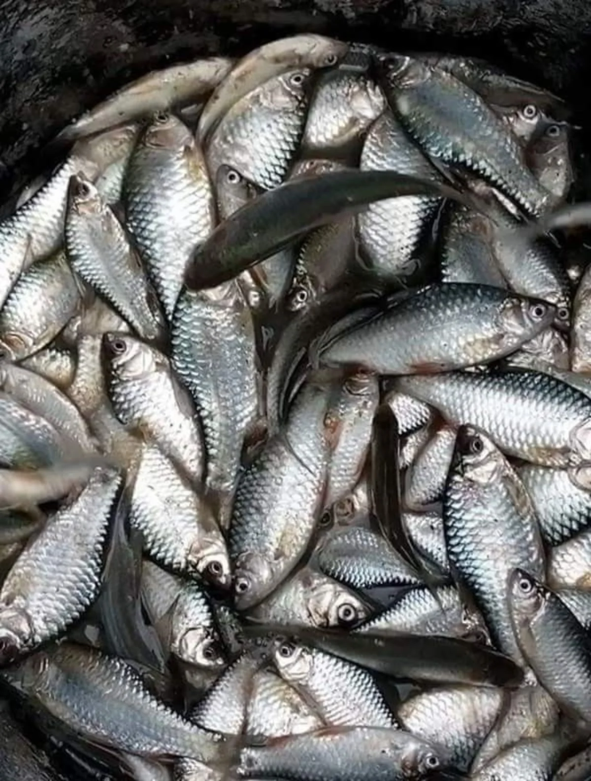 Merawat Ikan Mas Agar Sehat dan Tumbuh Optimal – Lapakaku.com